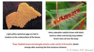 6.1 Pests of Groundnut_Binomics_Identification_Dr.UPR