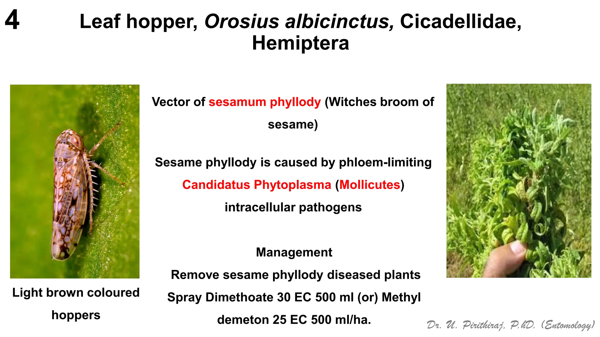 6.2 Pests of Sesame_Identification_Binomics_Dr.UPR