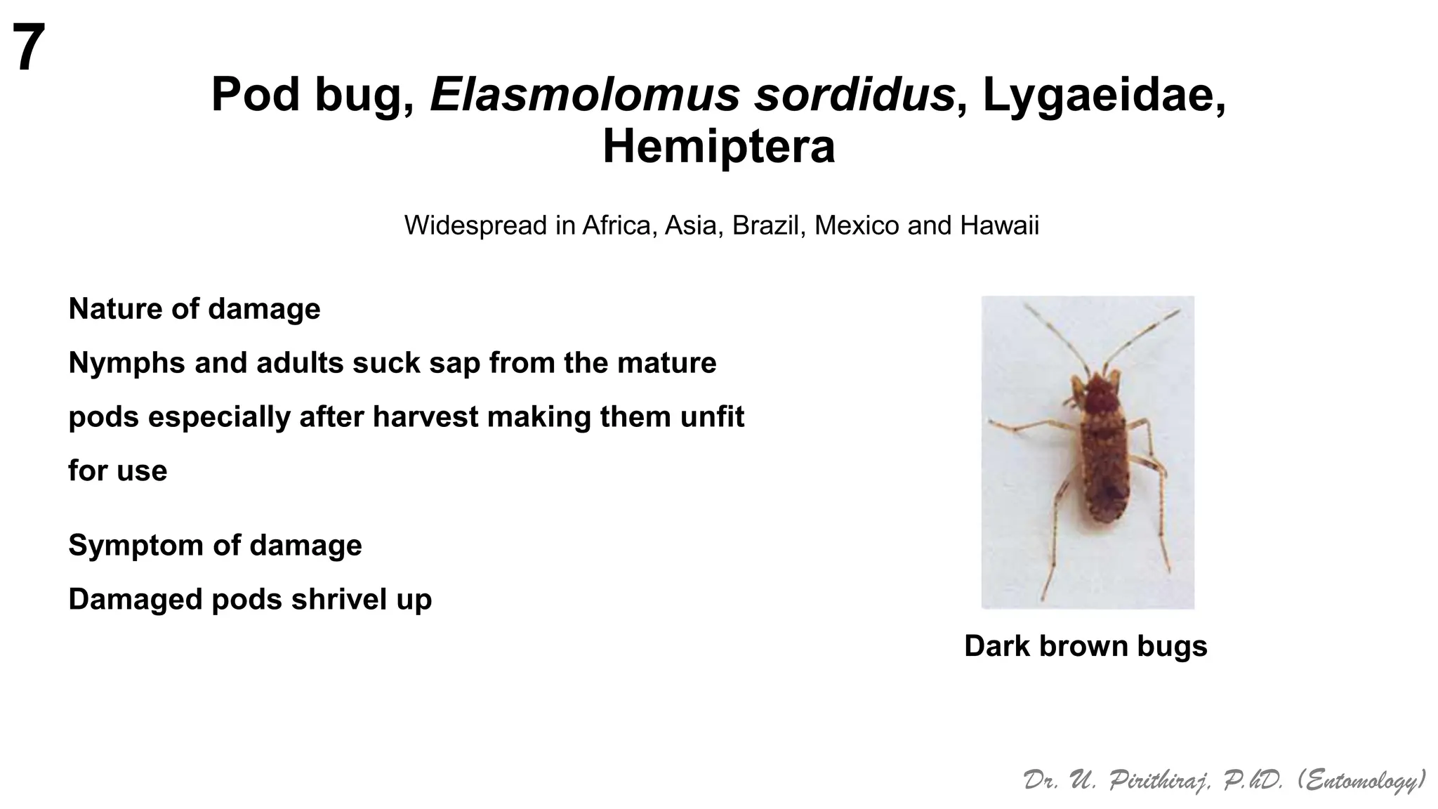 6.2 Pests of Sesame_Identification_Binomics_Dr.UPR