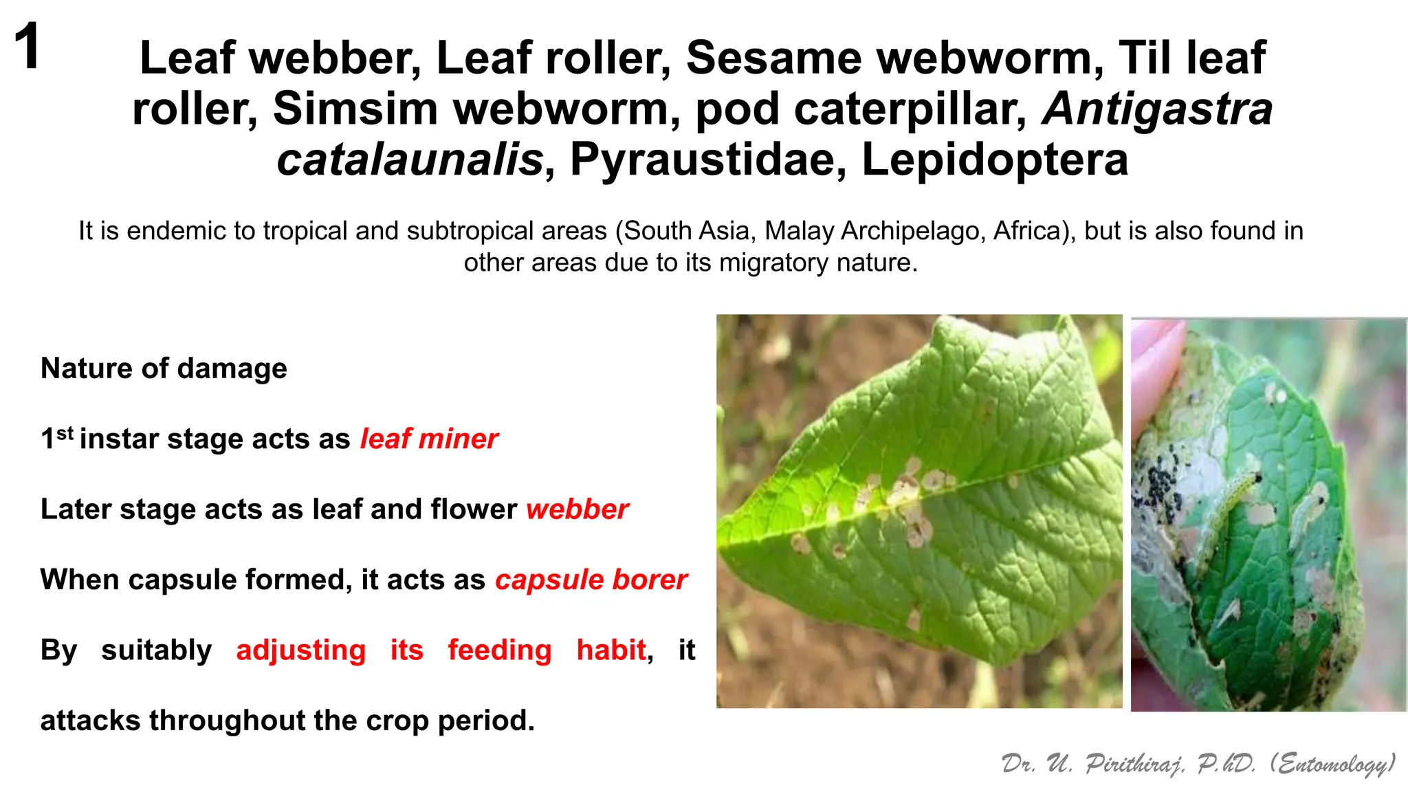 6.2 Pests of Sesame_Identification_Binomics_Dr.UPR