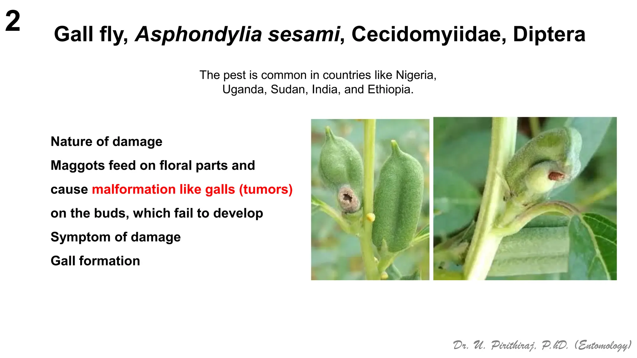 6.2 Pests of Sesame_Identification_Binomics_Dr.UPR