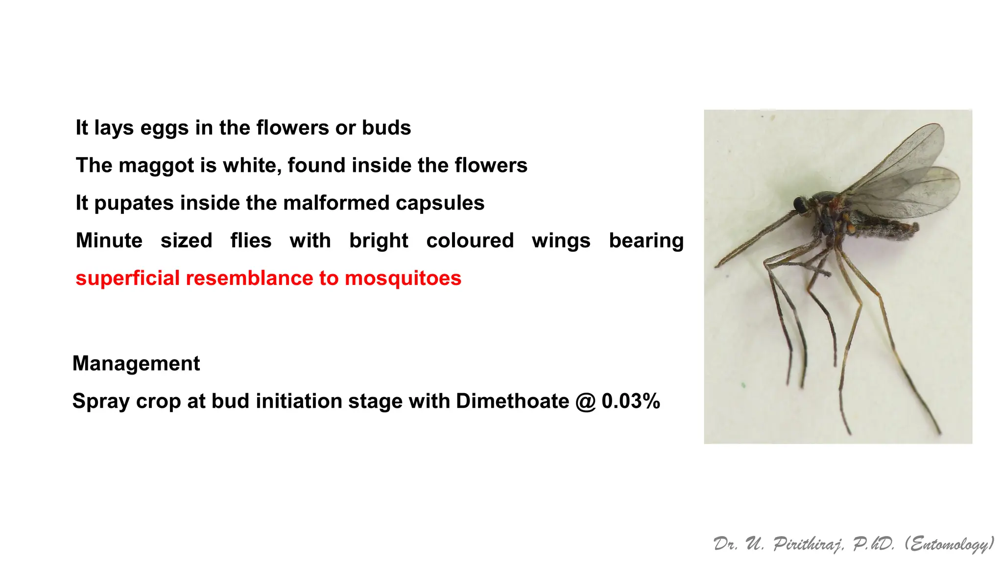 6.2 Pests of Sesame_Identification_Binomics_Dr.UPR