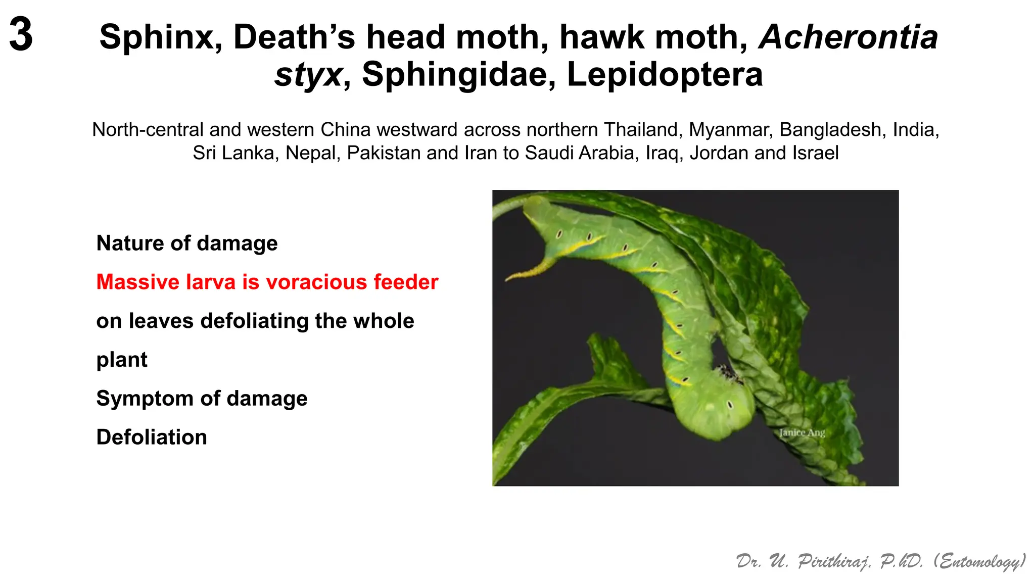 6.2 Pests of Sesame_Identification_Binomics_Dr.UPR