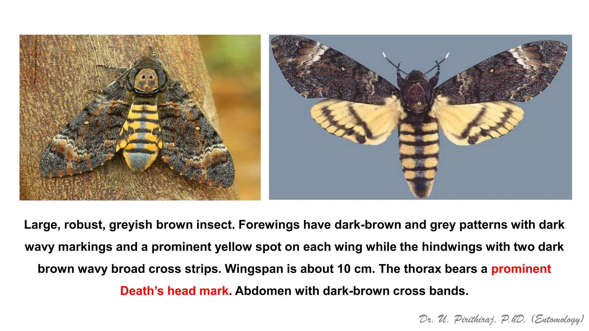 6.2 Pests of Sesame_Identification_Binomics_Dr.UPR