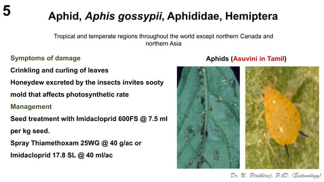 6.2 Pests of Sesame_Identification_Binomics_Dr.UPR