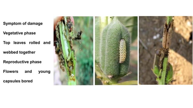 6.2 Pests of Sesame_Identification_Binomics_Dr.UPR