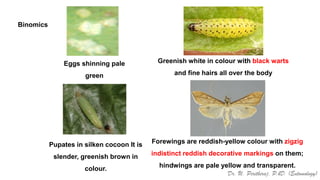 6.2 Pests of Sesame_Identification_Binomics_Dr.UPR