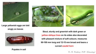 6.2 Pests of Sesame_Identification_Binomics_Dr.UPR