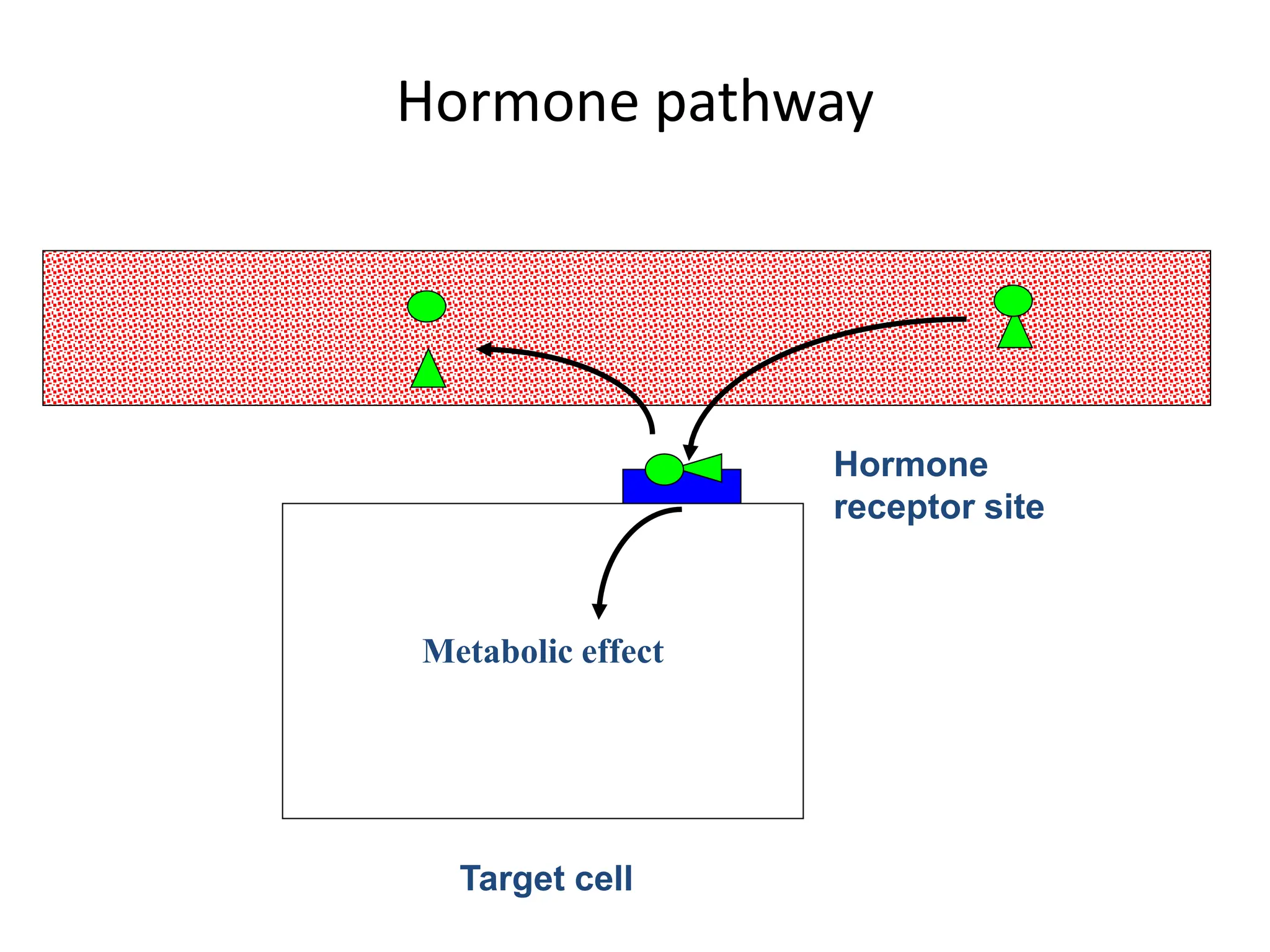 6. Body regulation.Homeostasis and adaptation to the environment.ppt