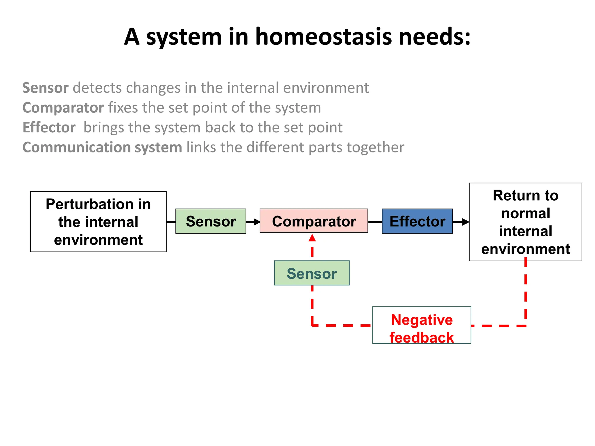 6. Body regulation.Homeostasis and adaptation to the environment.ppt
