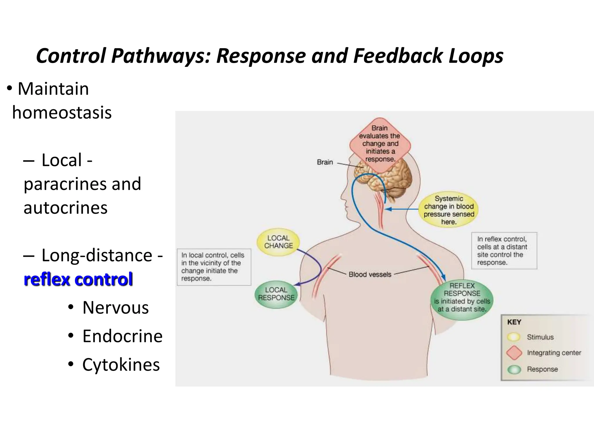6. Body regulation.Homeostasis and adaptation to the environment.ppt