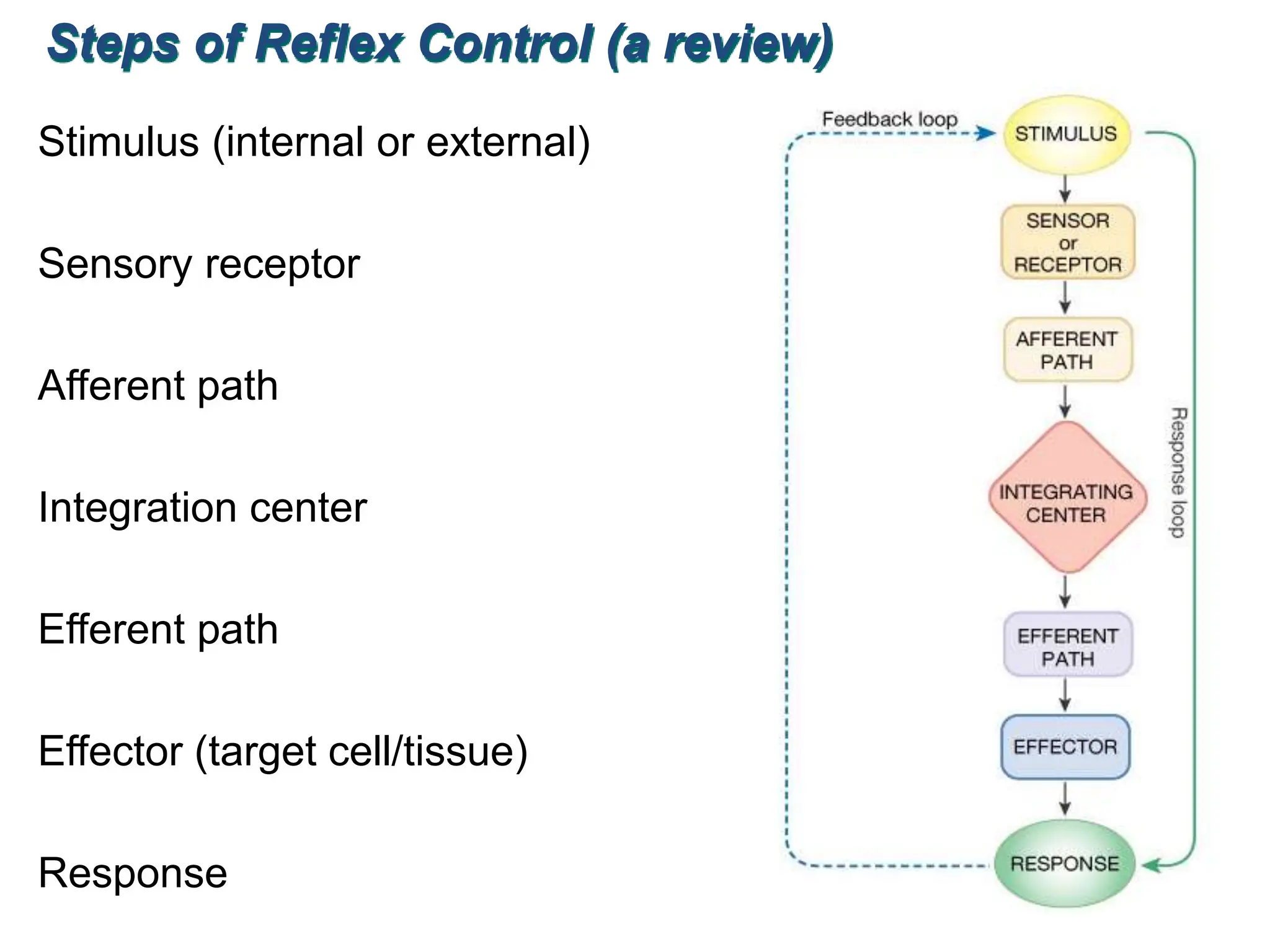 6. Body regulation.Homeostasis and adaptation to the environment.ppt
