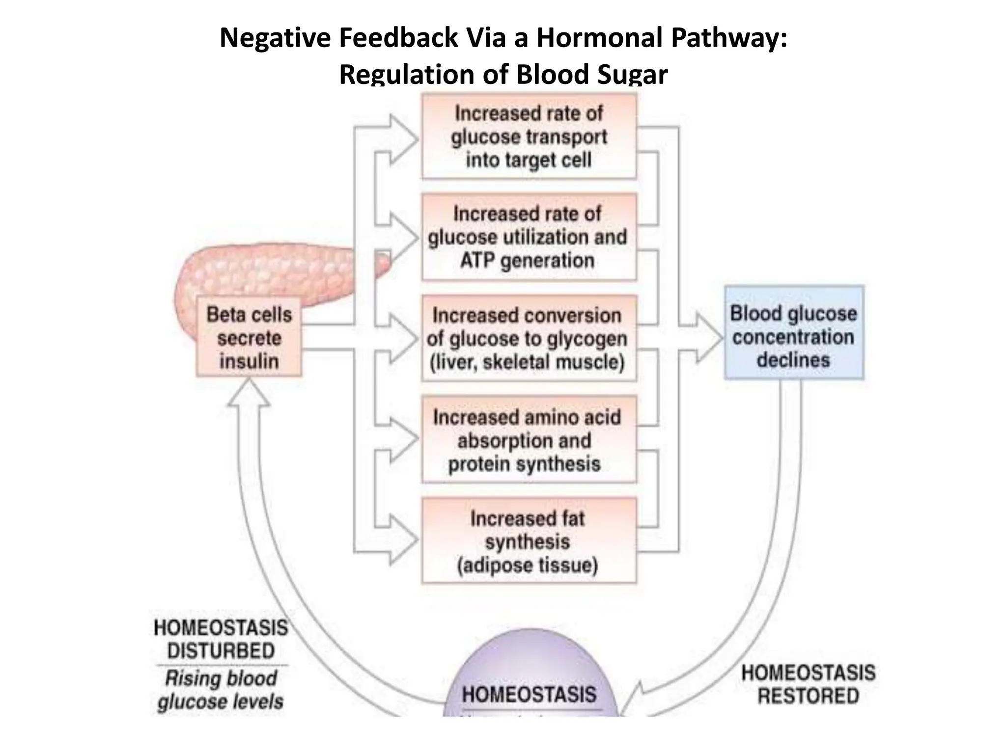 6. Body regulation.Homeostasis and adaptation to the environment.ppt
