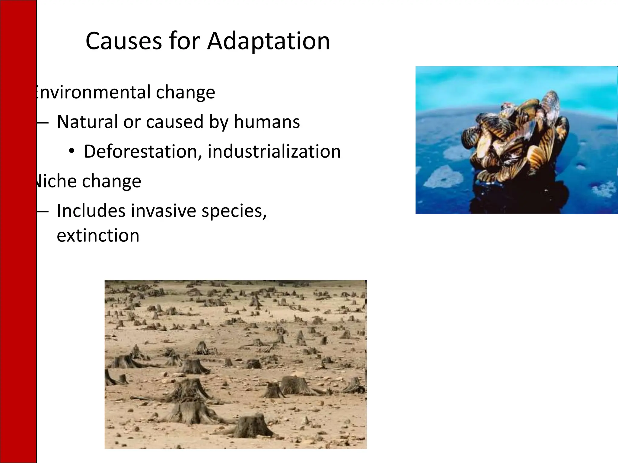 6. Body regulation.Homeostasis and adaptation to the environment.ppt
