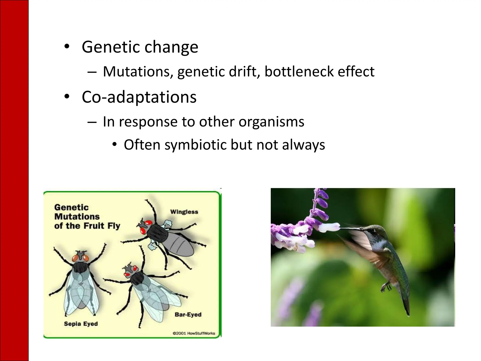 6. Body regulation.Homeostasis and adaptation to the environment.ppt
