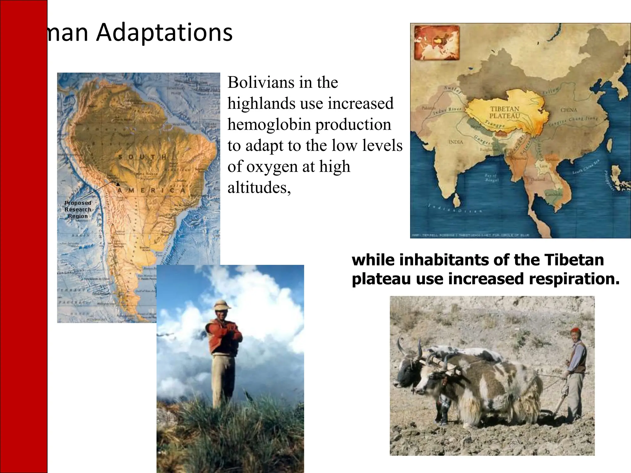6. Body regulation.Homeostasis and adaptation to the environment.ppt