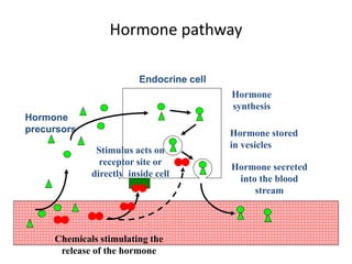 6. Body regulation.Homeostasis and adaptation to the environment.ppt