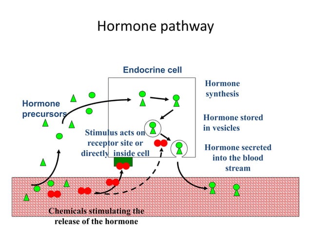 6. Body regulation.Homeostasis and adaptation to the environment.ppt