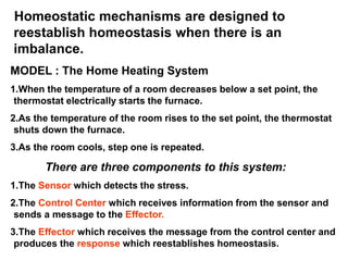 6. Body regulation.Homeostasis and adaptation to the environment.ppt