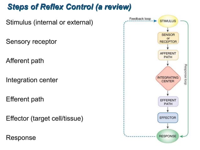 6. Body regulation.Homeostasis and adaptation to the environment.ppt