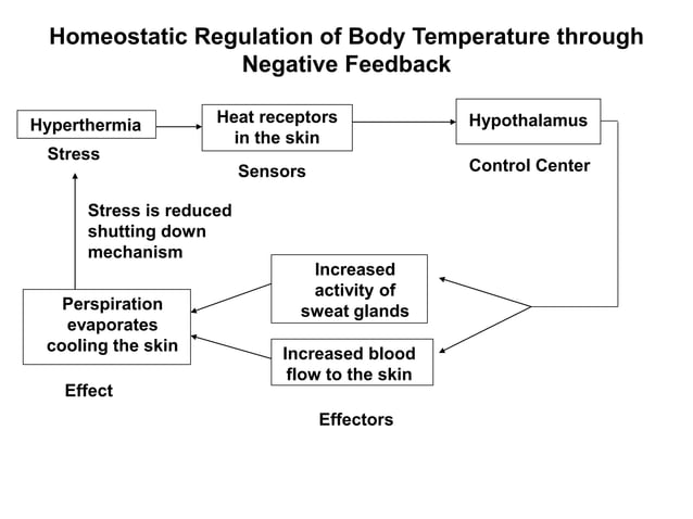 6. Body regulation.Homeostasis and adaptation to the environment.ppt