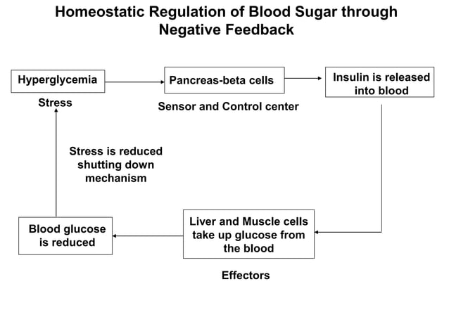 6. Body regulation.Homeostasis and adaptation to the environment.ppt