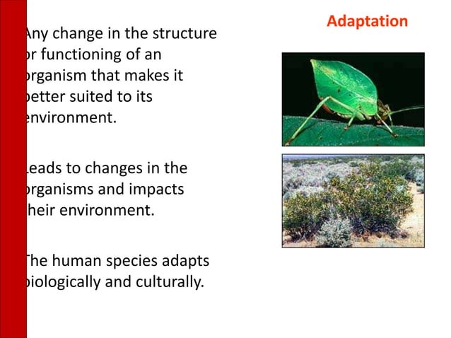 6. Body regulation.Homeostasis and adaptation to the environment.ppt