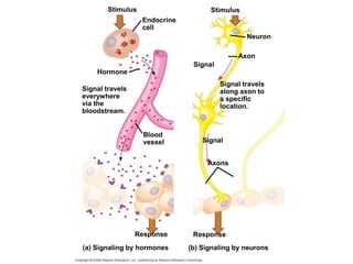 6. Body regulation.Homeostasis and adaptation to the environment.ppt
