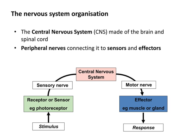 6. Body regulation.Homeostasis and adaptation to the environment.ppt