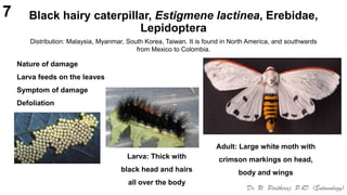 Pests of Sunflower_Binomics_Identification_Dr.UPR