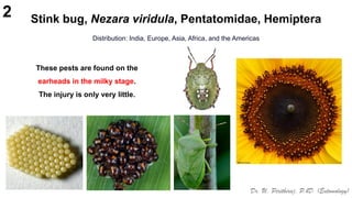 Pests of Sunflower_Binomics_Identification_Dr.UPR