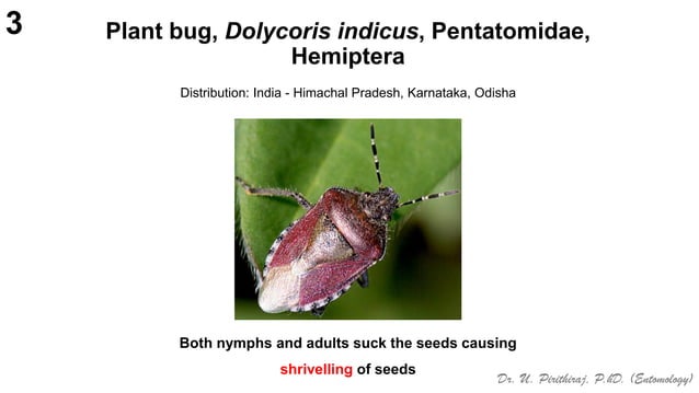 Pests of Sunflower_Binomics_Identification_Dr.UPR