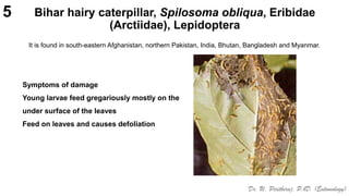 Pests of Sunflower_Binomics_Identification_Dr.UPR