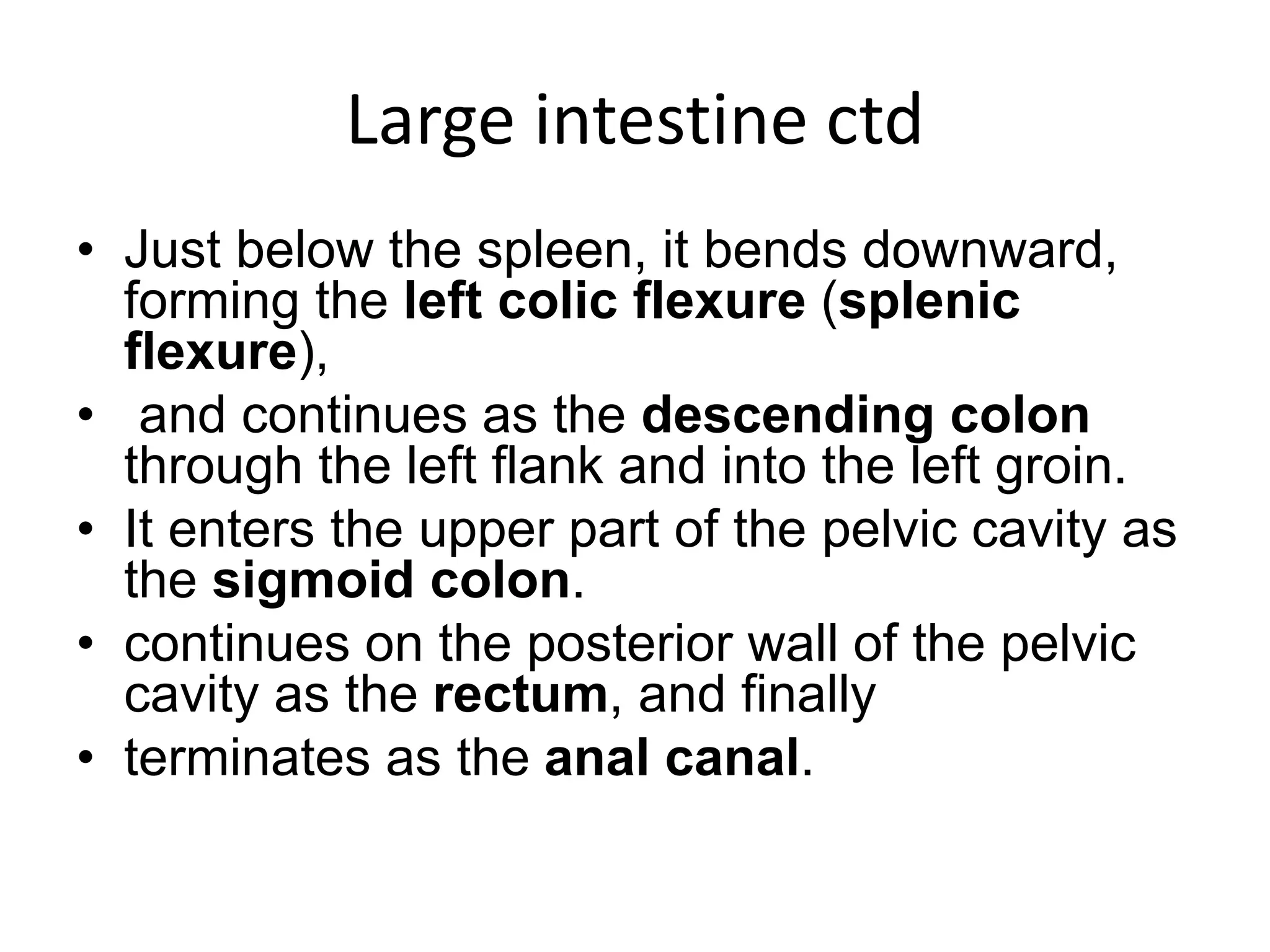 LARGE INTESTINE in the human body of a person | PPTX