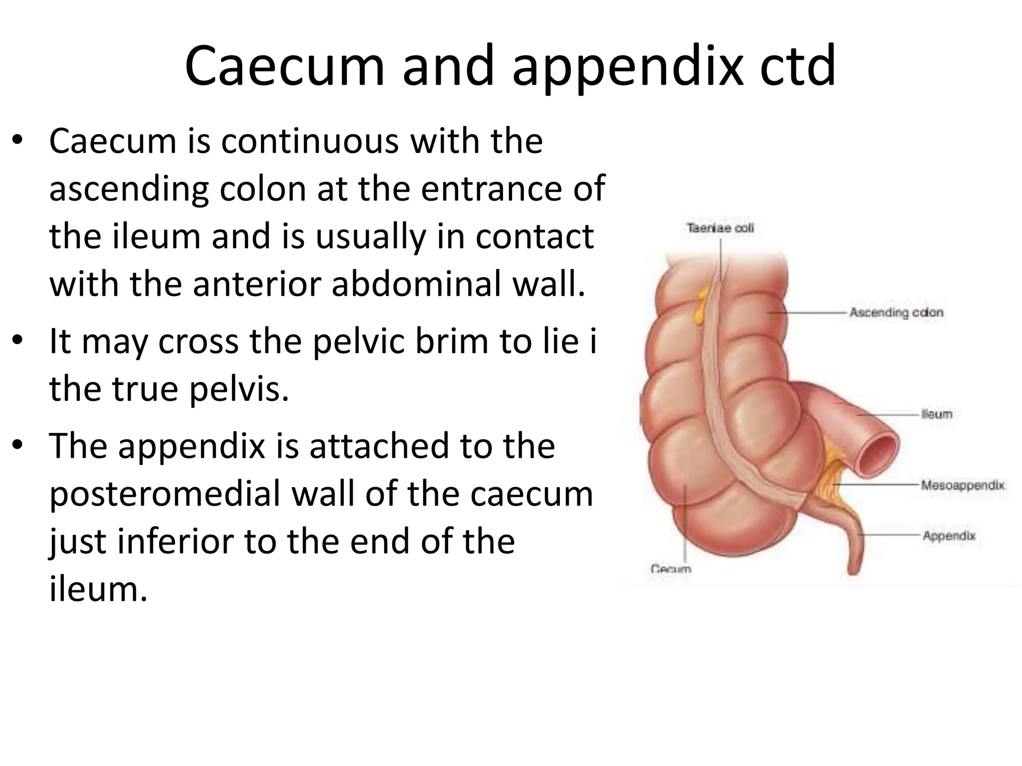 LARGE INTESTINE in the human body of a person | PPTX