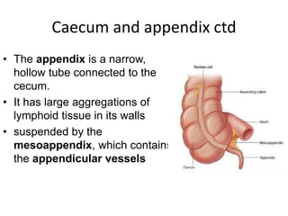 LARGE INTESTINE in the human body of a person | PPTX