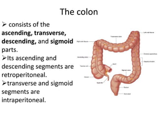 LARGE INTESTINE in the human body of a person | PPTX