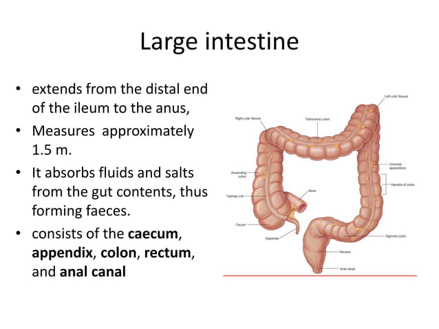 LARGE INTESTINE in the human body of a person | PPT