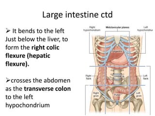 LARGE INTESTINE in the human body of a person | PPTX