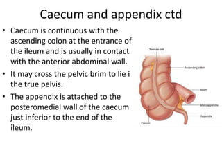 LARGE INTESTINE in the human body of a person | PPTX