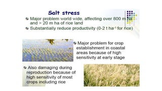 Molecular responses to salinity stress | PPTX