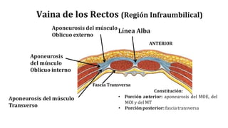 MIOLOGIA ASIGNATURA ANATOMIA ABDOMEN DIAFRAGMA | PPTX