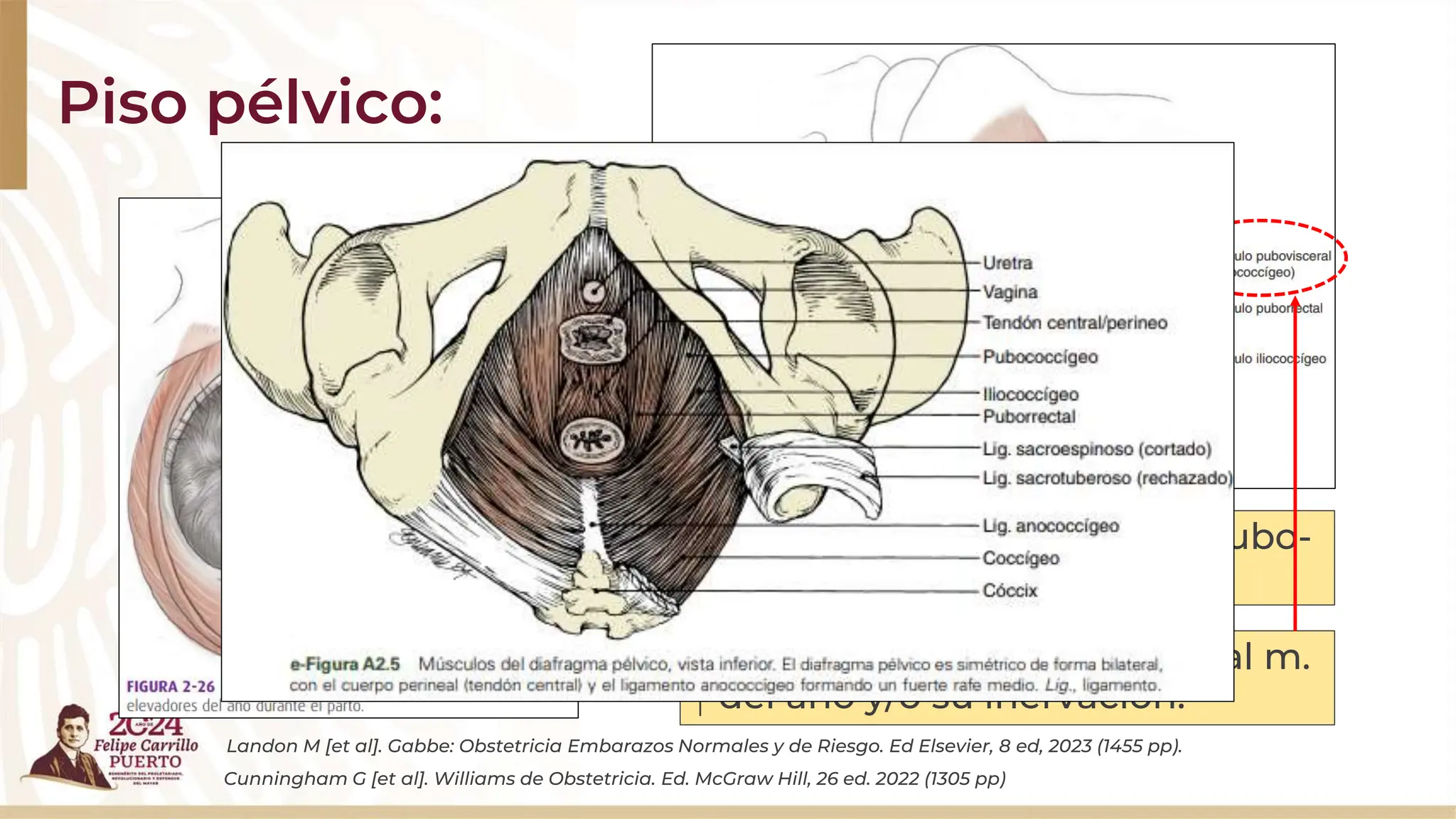 anatomia de la pelvis/pelvis osea, principales caracteristicaspptx | PPTX