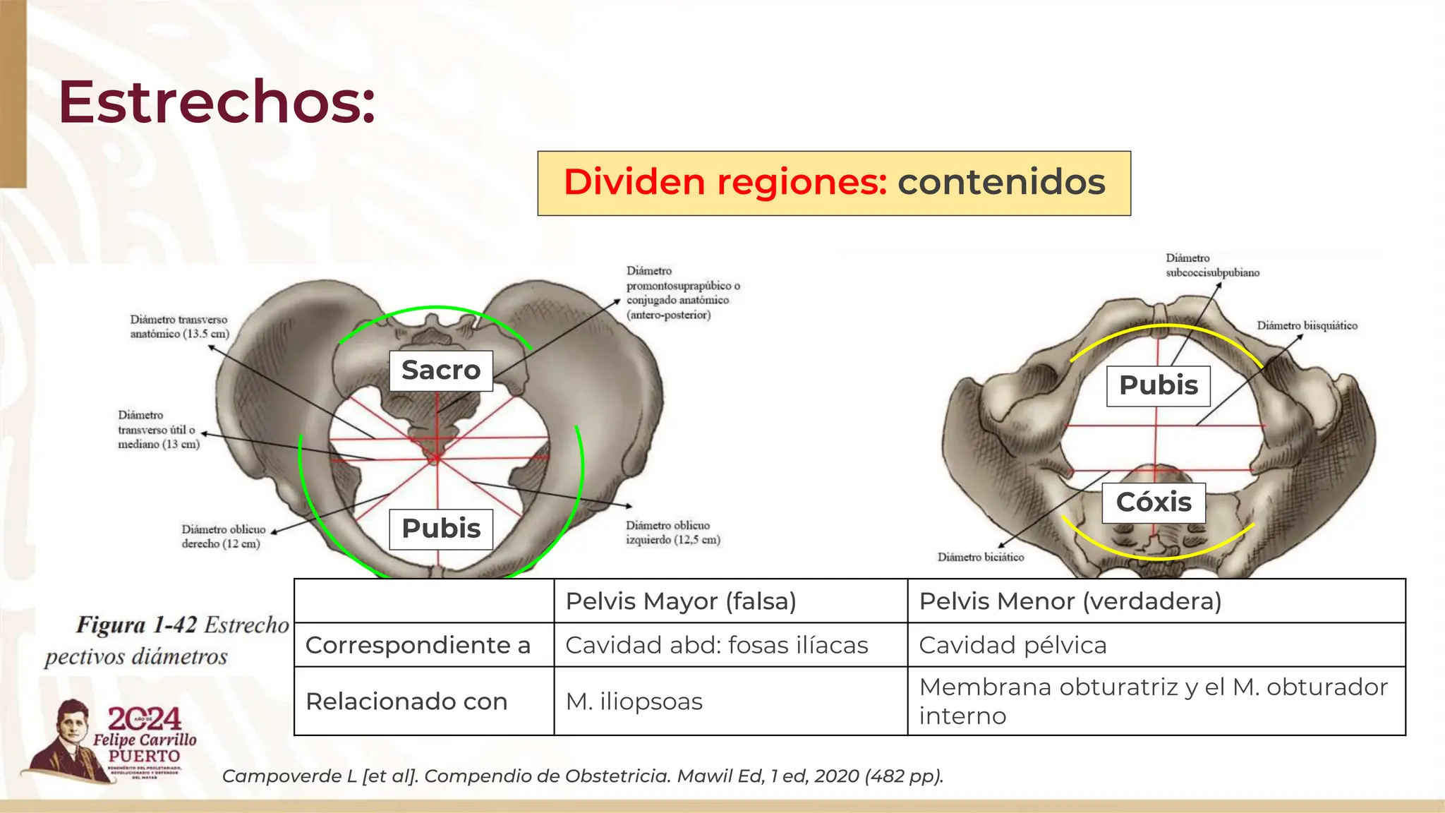 anatomia de la pelvis/pelvis osea, principales caracteristicaspptx | PPTX