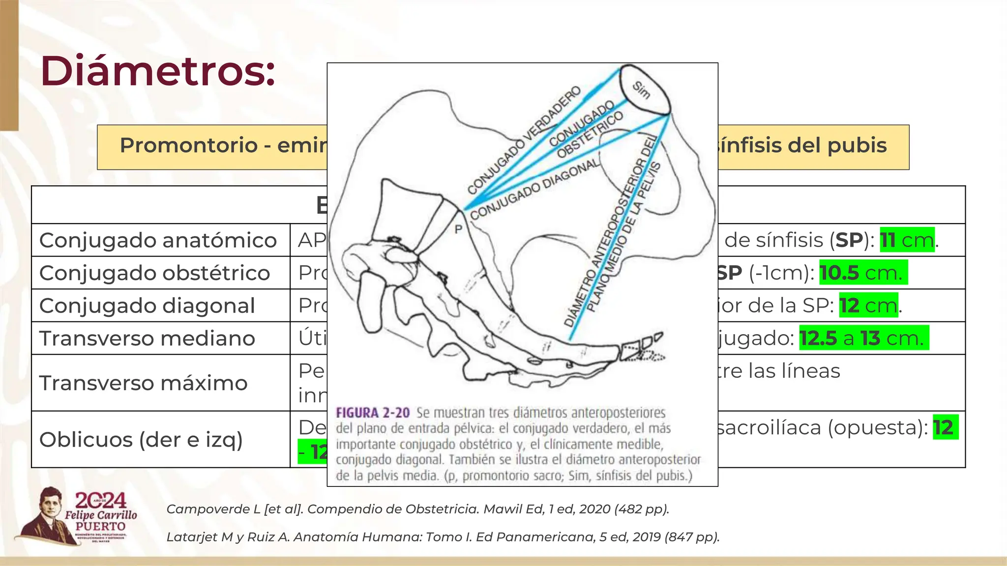 anatomia de la pelvis/pelvis osea, principales caracteristicaspptx | PPTX