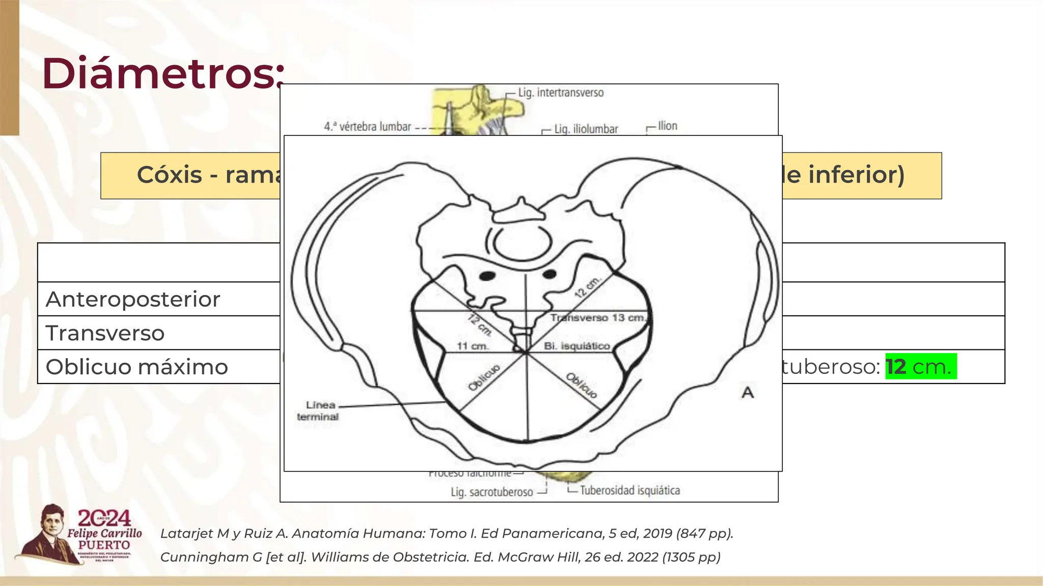 anatomia de la pelvis/pelvis osea, principales caracteristicaspptx | PPTX