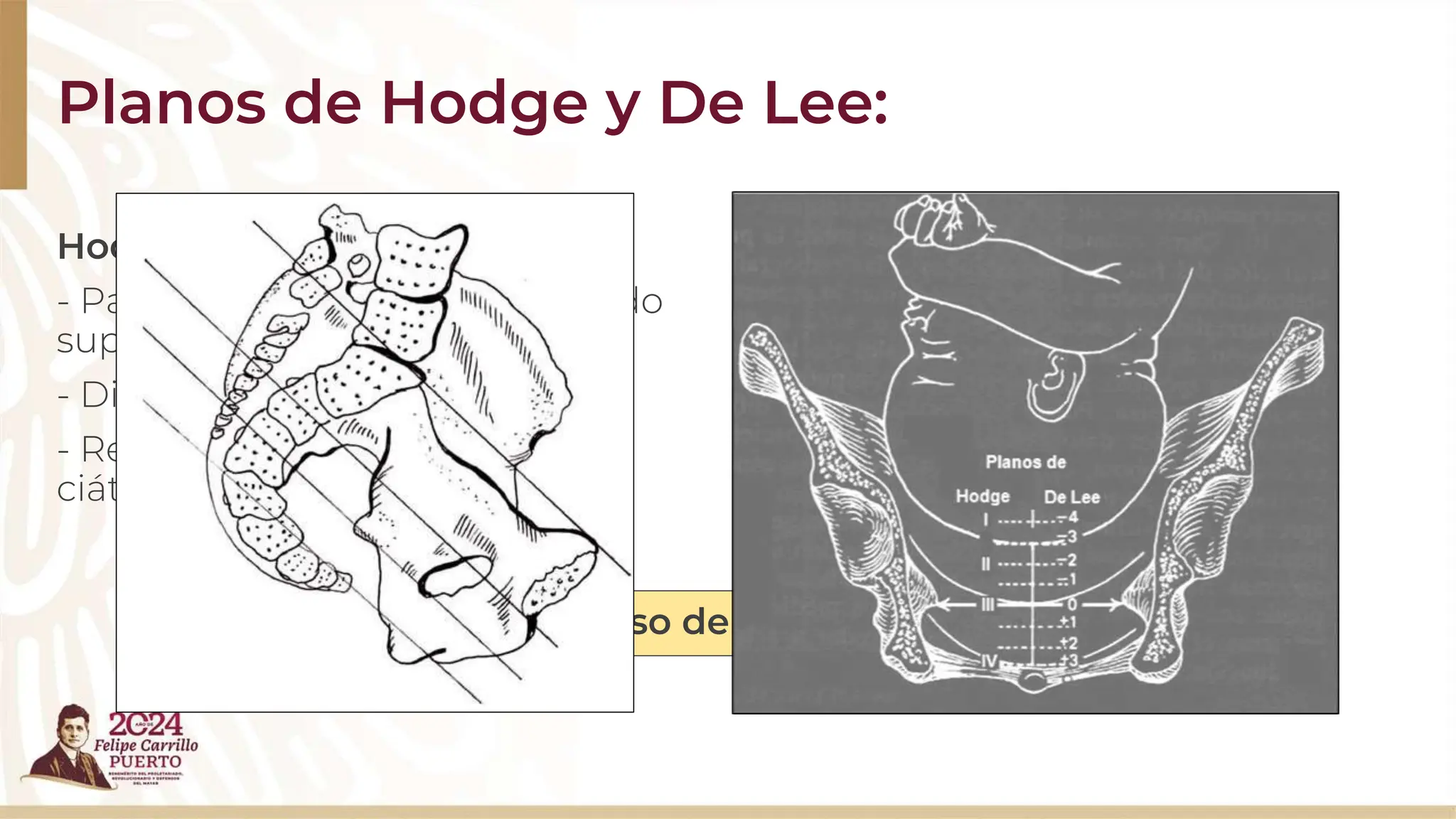 anatomia de la pelvis/pelvis osea, principales caracteristicaspptx | PPTX