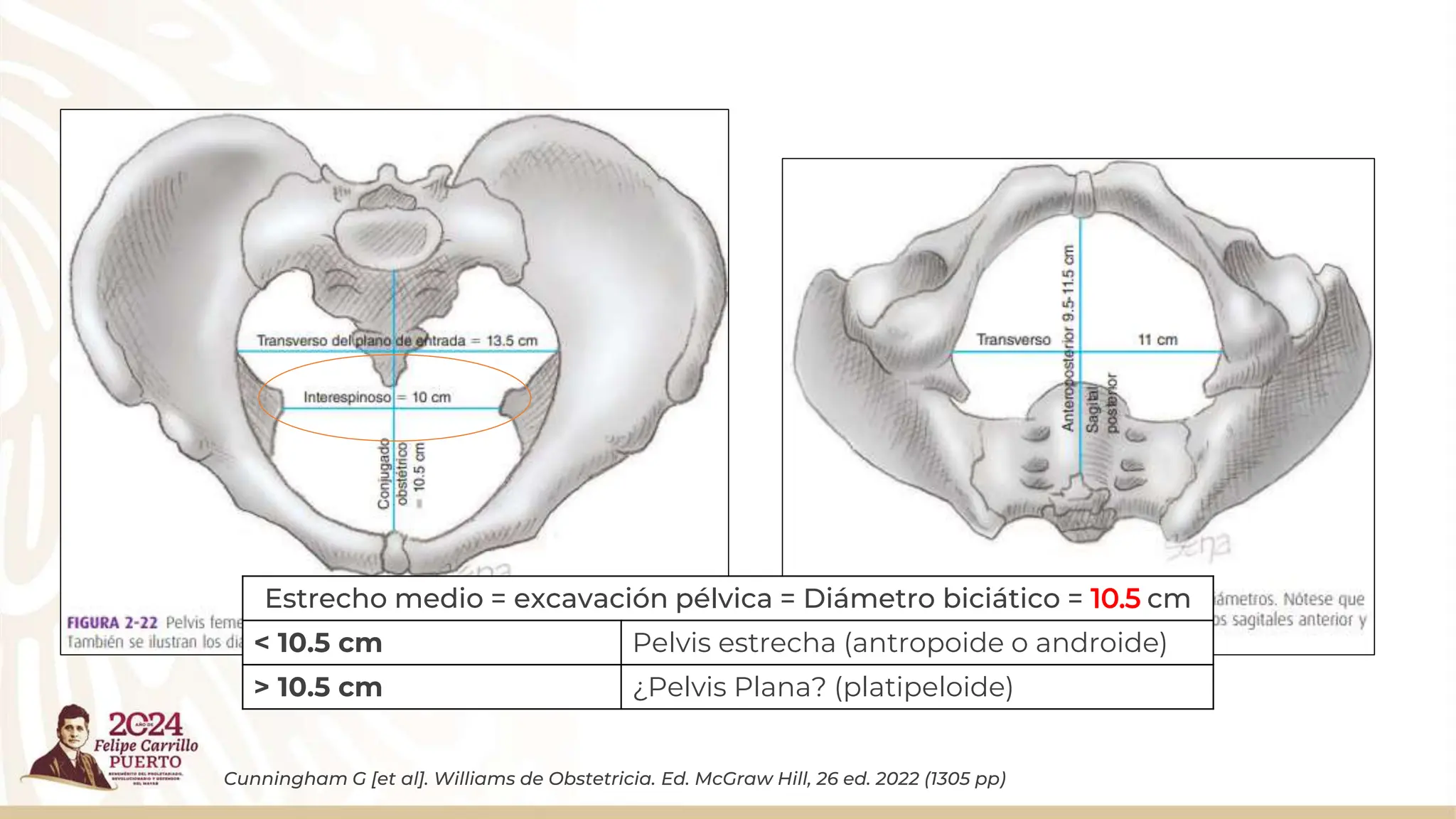 Anatomia De La Pelvis Pelvis Osea Principales Caracteristicaspptx Pptx