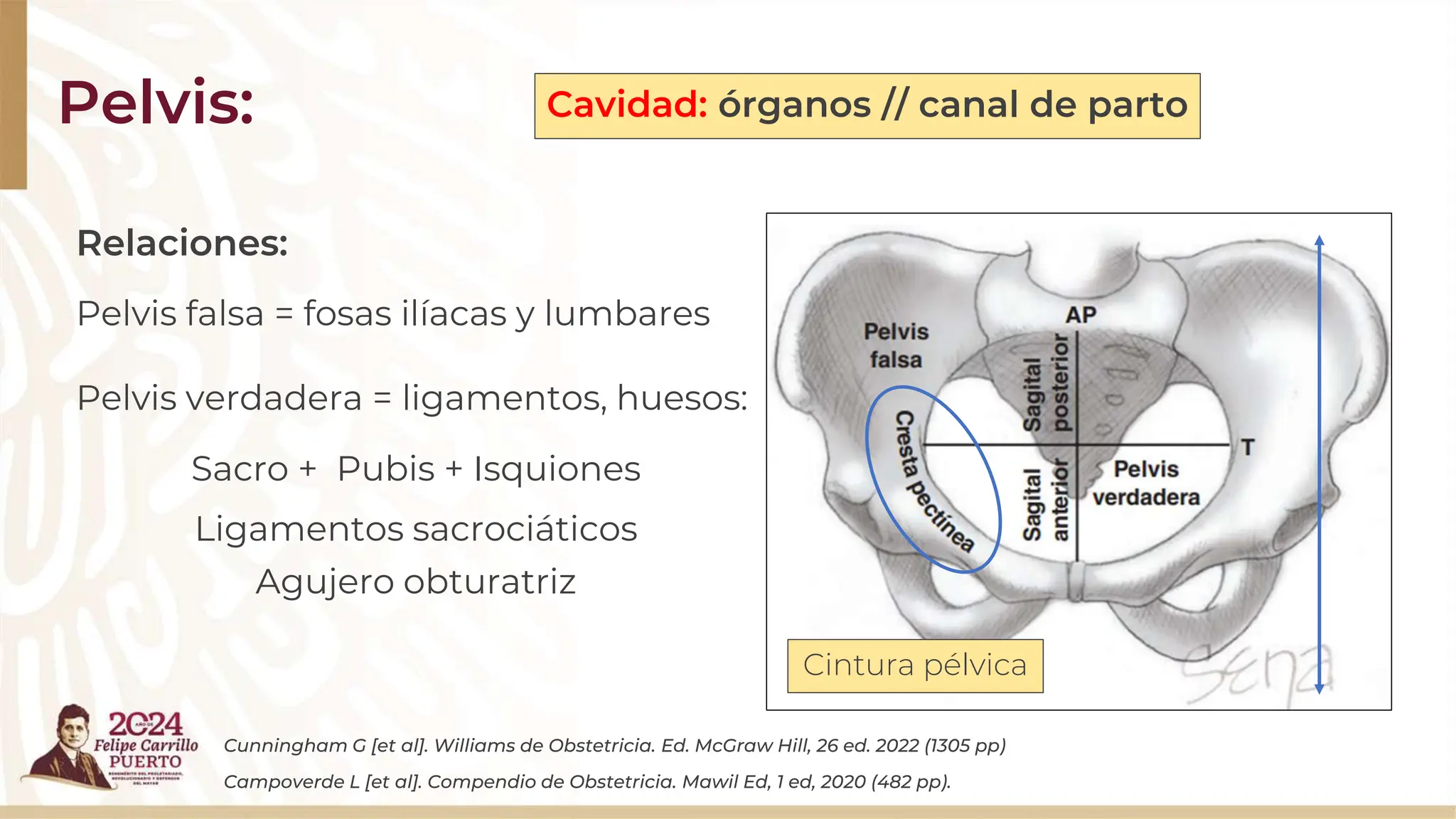 anatomia de la pelvis/pelvis osea, principales caracteristicaspptx | PPTX