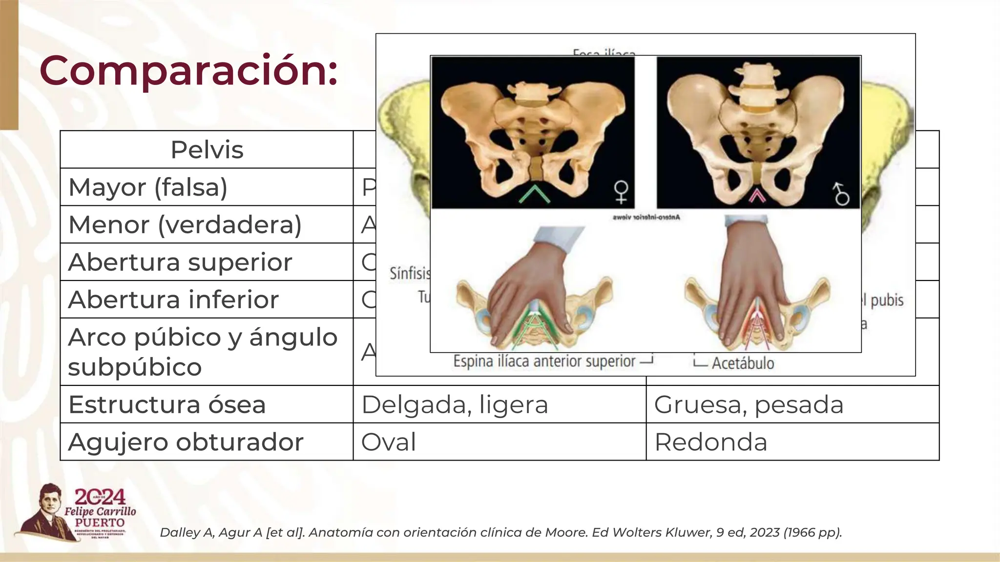 anatomia de la pelvis/pelvis osea, principales caracteristicaspptx | PPTX